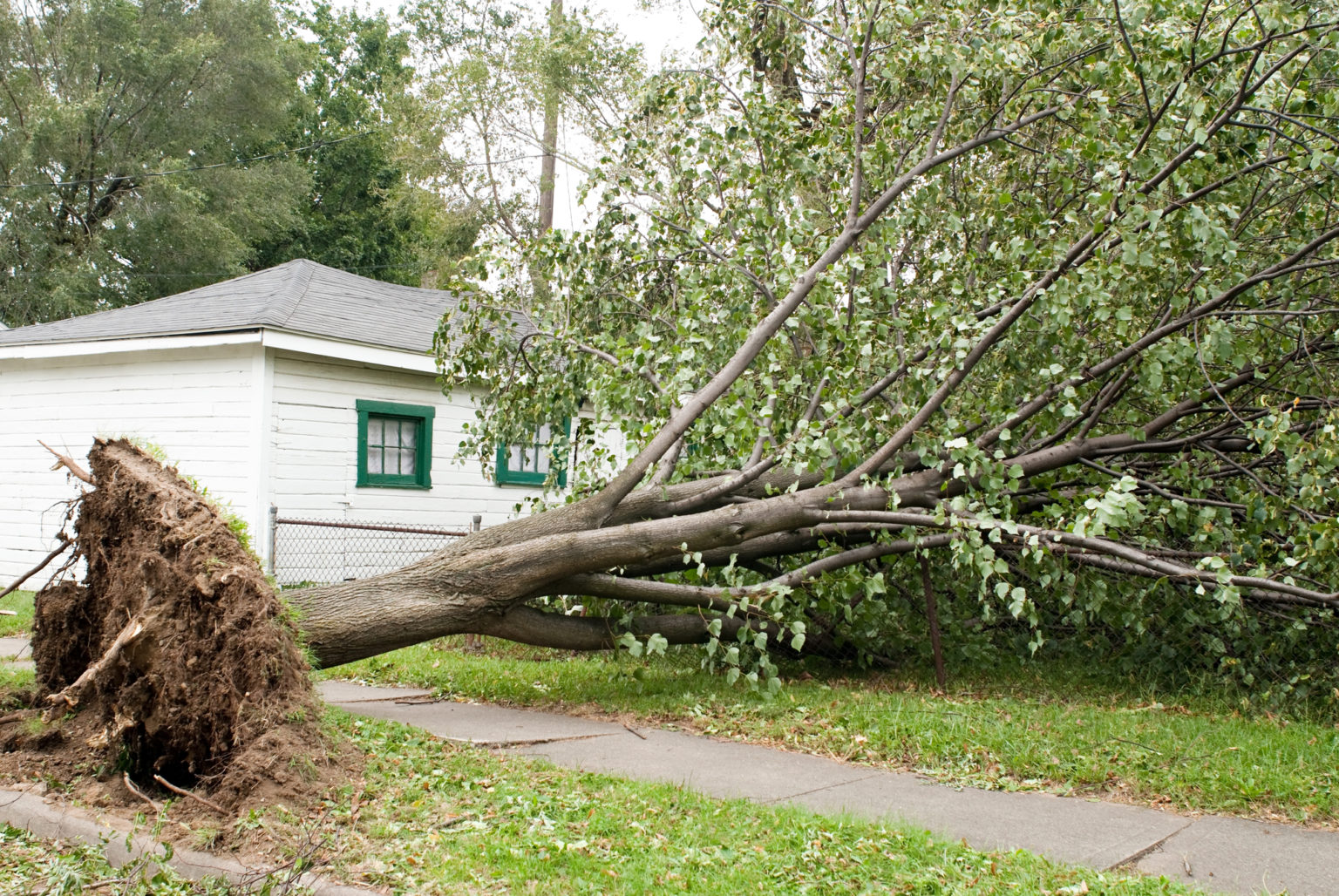 Storm Cleanup – Patriot Tree and Landscape